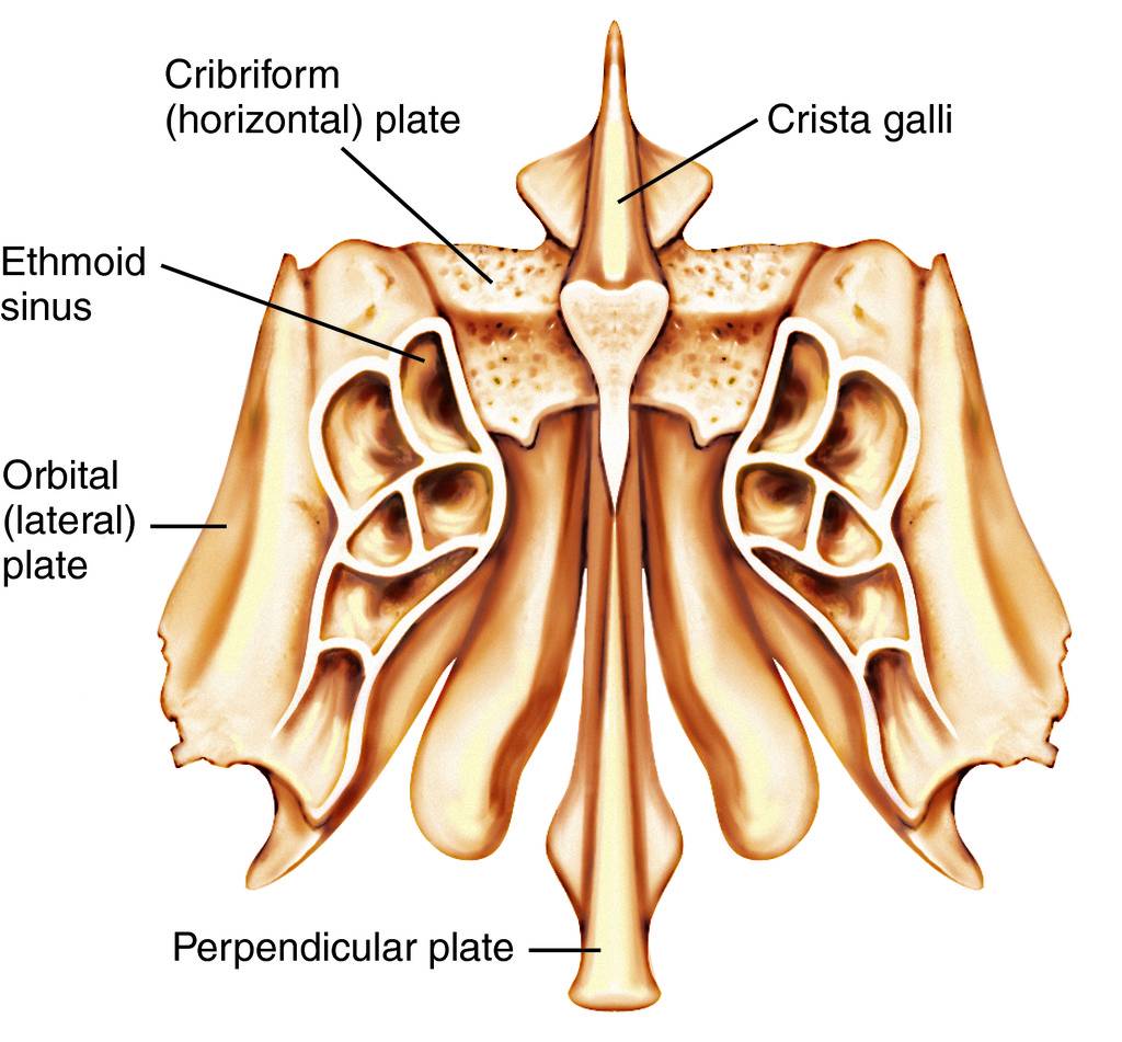 Full Size Picture Ethmoid Bone jpg