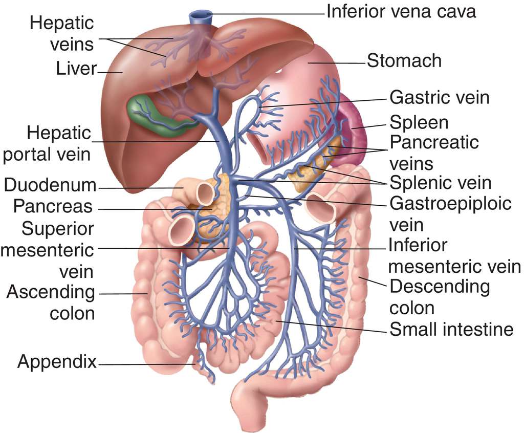 Full Size Picture Portal circulation jpg Full Size Picture Portal circulation jpg