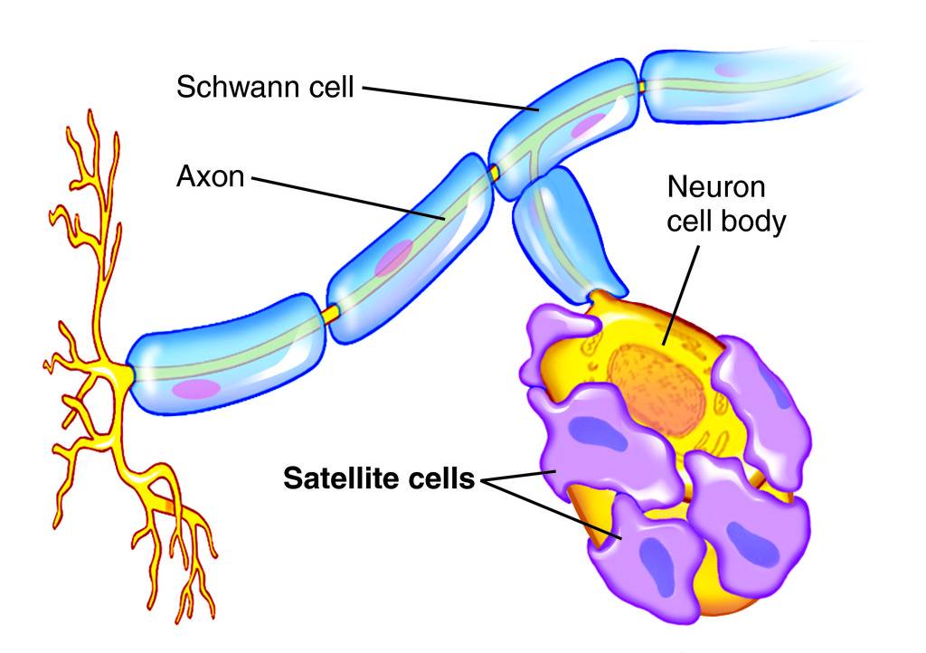 Full Size Picture Satellite Cells jpg