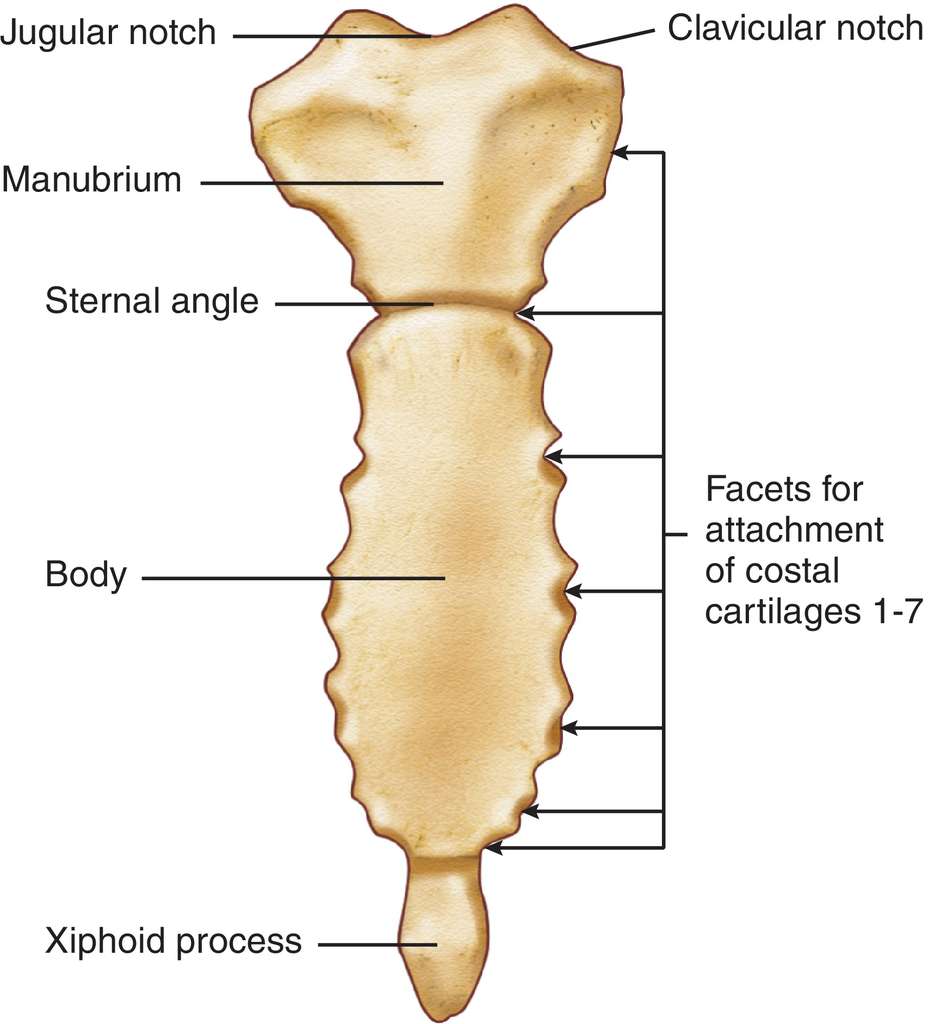 Sternum Sternums Sternum Sternums