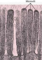 Microvilli | definition of microvilli by Medical dictionary
