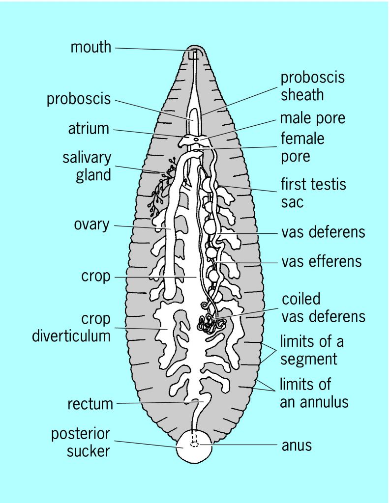 Anatomy Of Leech Full Article: Bacterial Symbioses Of The Medicinal