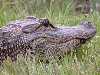 Crocs' Spots Make for Sensitive Jaws - In the News - English - The Free ...