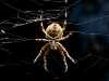 Spider Silk Used to Make Bulletproof Skin - In the News - English - The ...