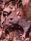 Rat Island Rid of Infestation - In the News - English - The Free ...