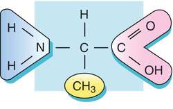 Alanine cycle | definition of Alanine cycle by Medical dictionary