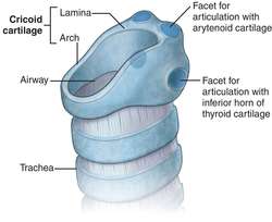 Cricoid cartilage | definition of cricoid cartilage by Medical dictionary