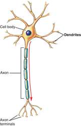 Dendrite | definition of dendrite by Medical dictionary