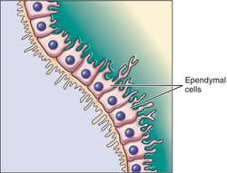 Ependymal cells | definition of Ependymal cells by Medical dictionary