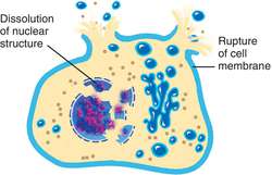 Karyolysis | definition of karyolysis by Medical dictionary