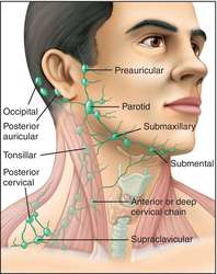 Supraclavicular Lymph Nodes
