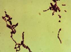 Peptostreptococcus | definition of Peptostreptococcus by Medical dictionary