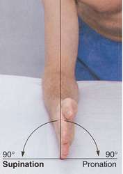 Supination | definition of supination by Medical dictionary