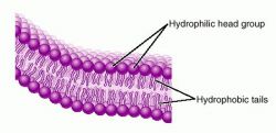 Bilayer | definition of bilayer by Medical dictionary