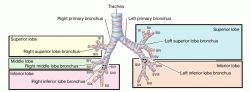 Right mainstem bronchi | definition of Right mainstem bronchi by ...