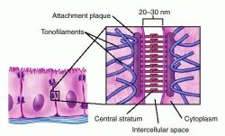 Desmosomes - Eukaryotic Cell Organelles
