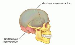 Cerebral cranium | definition of cerebral cranium by Medical dictionary