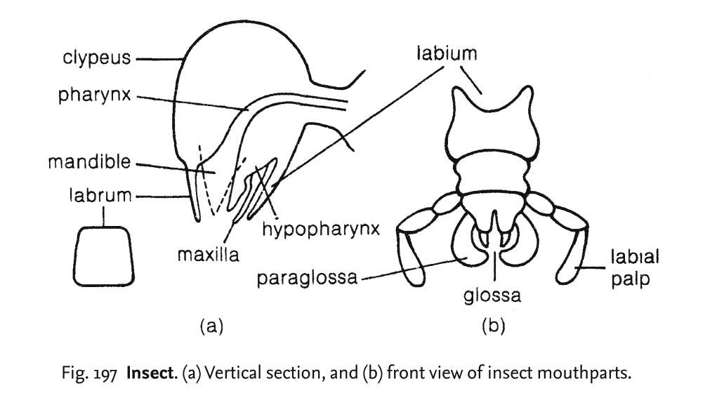 Hypopharynx Insect