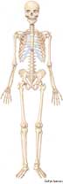 Skeleton - definition of skeleton by The Free Dictionary