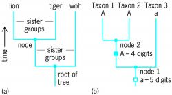 Phylogenic | Article about phylogenic by The Free Dictionary