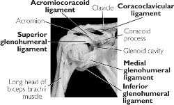 Botallo ligament - meddic