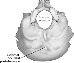 Occiput | definition of occiput by Medical dictionary