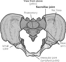 Sacral Definition Anatomy