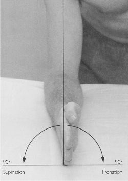 Supination | definition of supination by Medical dictionary