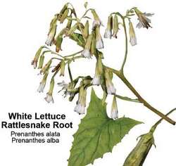 White Rattlesnake Root