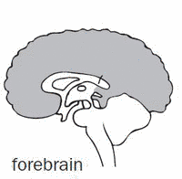 Forebrain - definition of forebrain by The Free Dictionary