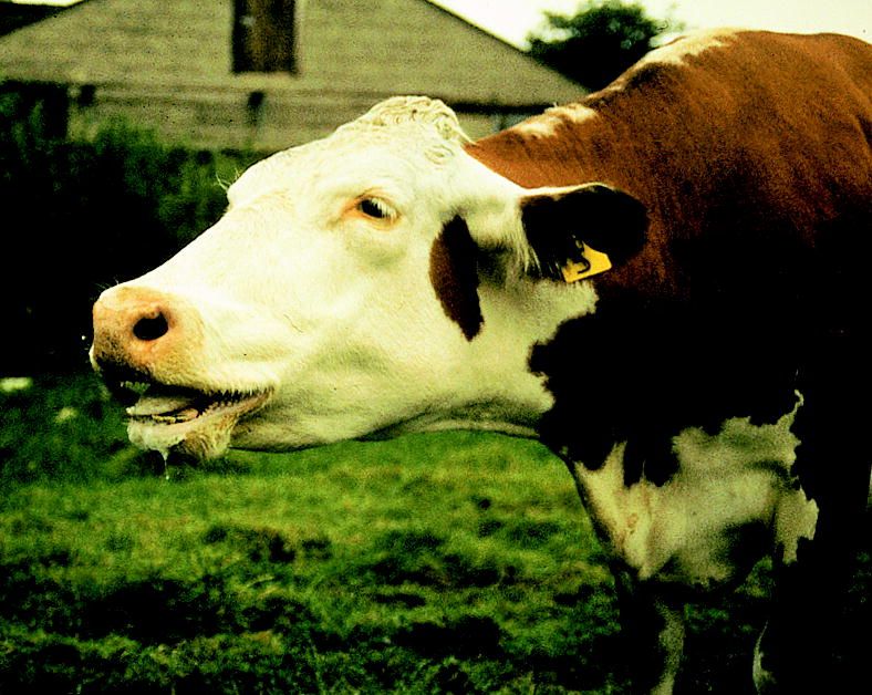 OIE Alert: Contagious bovine pleuropneumonia, Mauritania