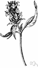 Self-heal - definition of self-heal by The Free Dictionary