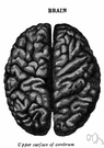Cerebrum - definition of cerebrum by The Free Dictionary