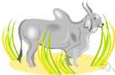 Zebu - definition of zebu by The Free Dictionary