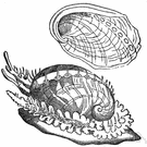 Sea-ear - definition of sea-ear by The Free Dictionary