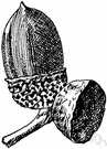 Quercus - definition of Quercus by The Free Dictionary
