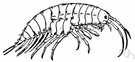 Amphipod - definition of amphipod by The Free Dictionary