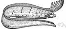 Oarfish - definition of oarfish by The Free Dictionary