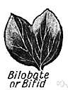 Bilobated - definition of bilobated by The Free Dictionary
