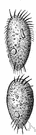 Paramecia - definition of paramecia by The Free Dictionary
