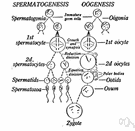 Germ-cell - definition of Germ-cell by The Free Dictionary