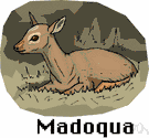 Madoqua - definition of Madoqua by The Free Dictionary