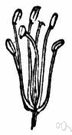 Achlamydeous - definition of achlamydeous by The Free Dictionary