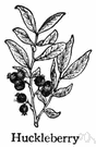 Huckleberry - definition of huckleberry by The Free Dictionary