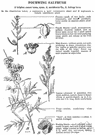 Saltbush - definition of saltbush by The Free Dictionary