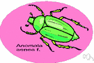 Anomala - definition of Anomala by The Free Dictionary