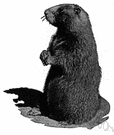Marmota - definition of Marmota by The Free Dictionary