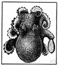 Octopods - definition of octopods by The Free Dictionary