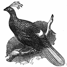 Lophophorus - definition of Lophophorus by The Free Dictionary