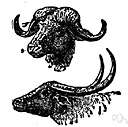 Bicornate - definition of bicornate by The Free Dictionary